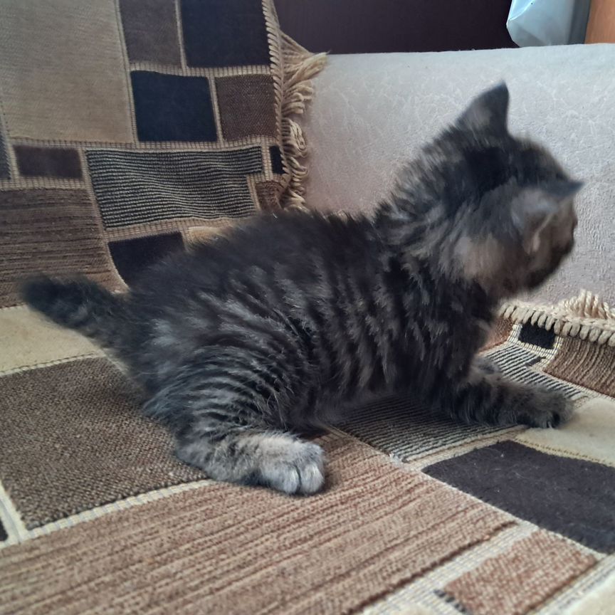 Котёнок