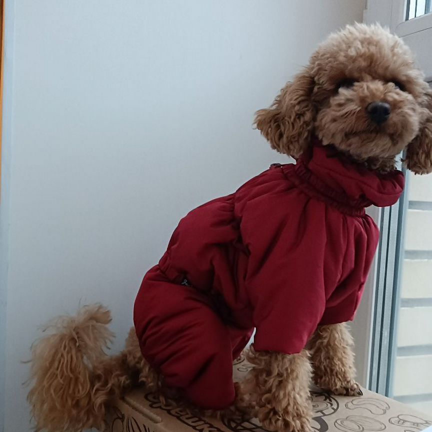 Зимний комбинезон для маленькой собаки