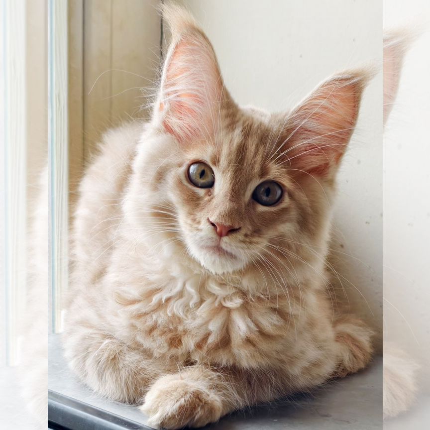 Мейн-кун котёнок