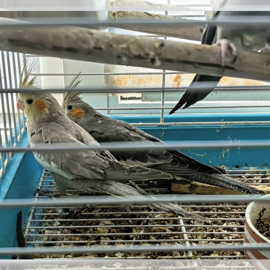 Попугай карелла птенцы