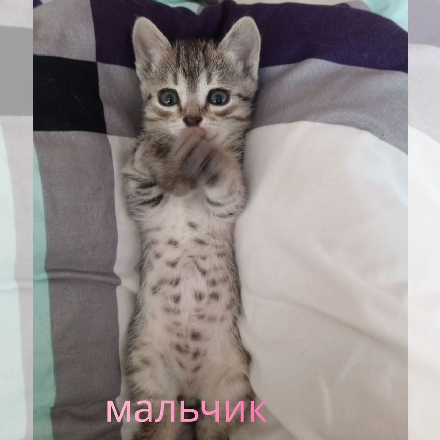 Котики бесплатно в добрые руки