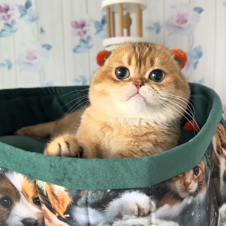 Шотландский вислоухий короткошёрстный кот, взрослый