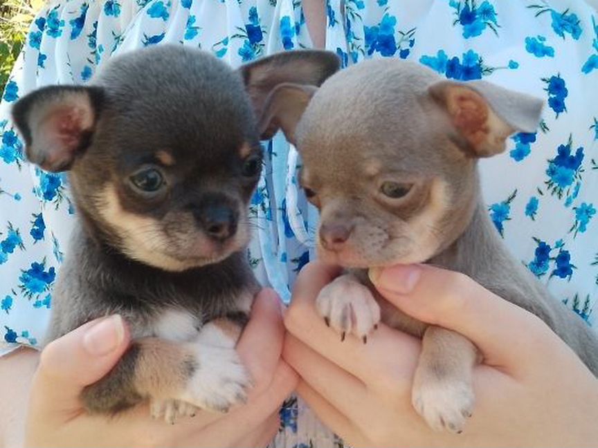 Девчушки веселушки