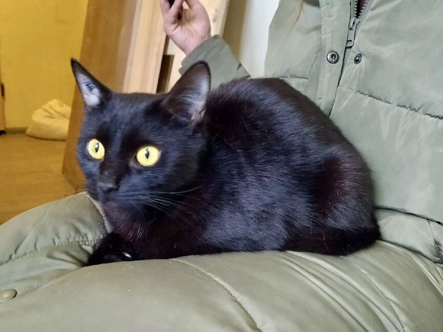 Очаровательная Лейла ищет свой дом