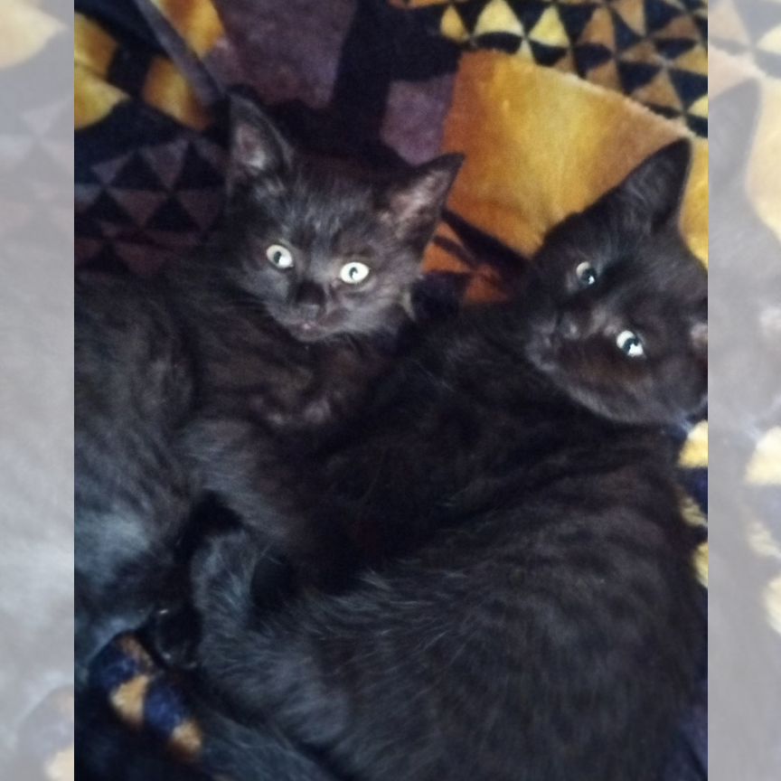 Папины шоколадные дочки скоттиш-страйт