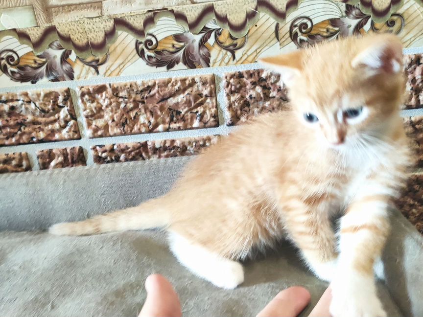 Кошка в дар бесплатно