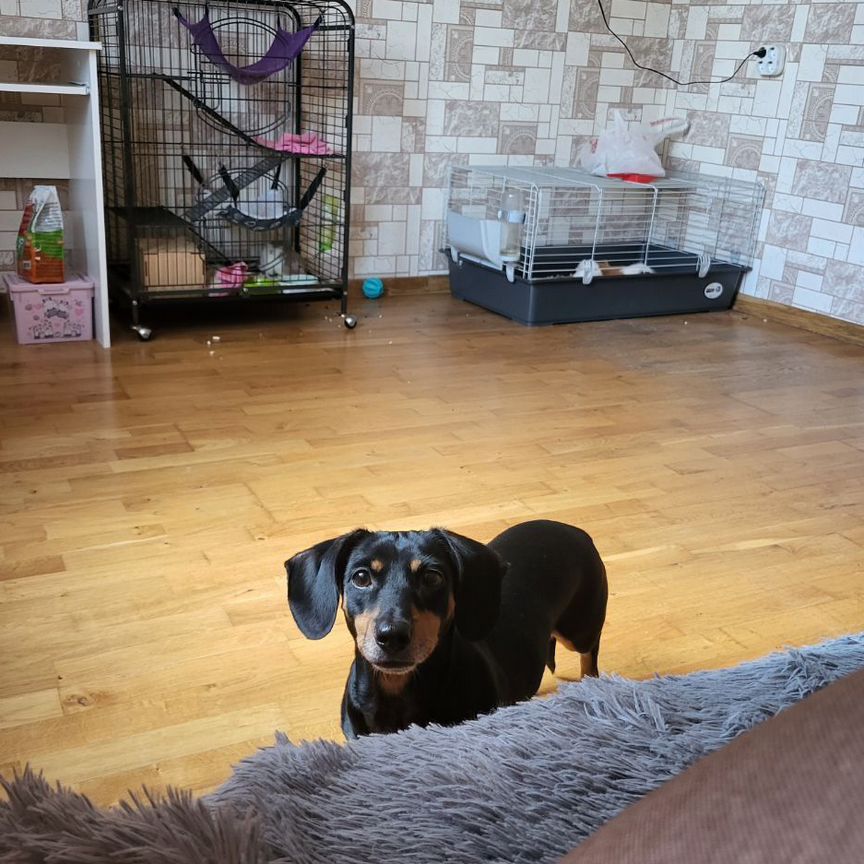 Ищем мальчика для вязки