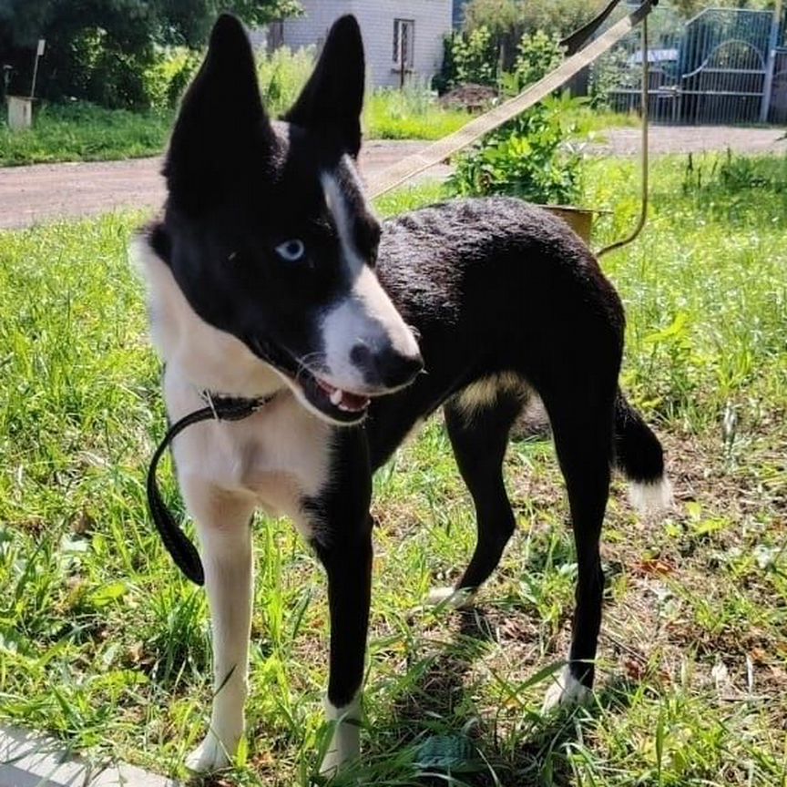 Взрослая собака в добрые руки