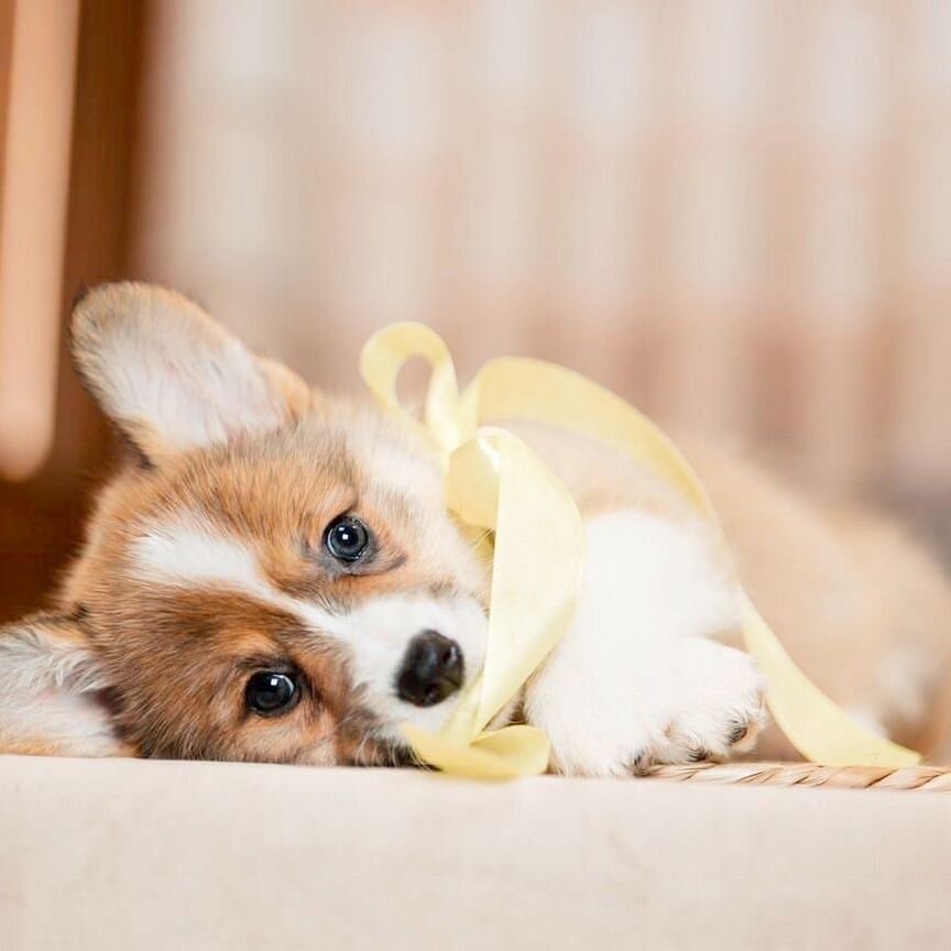 Щенки вельш-корги пемброк