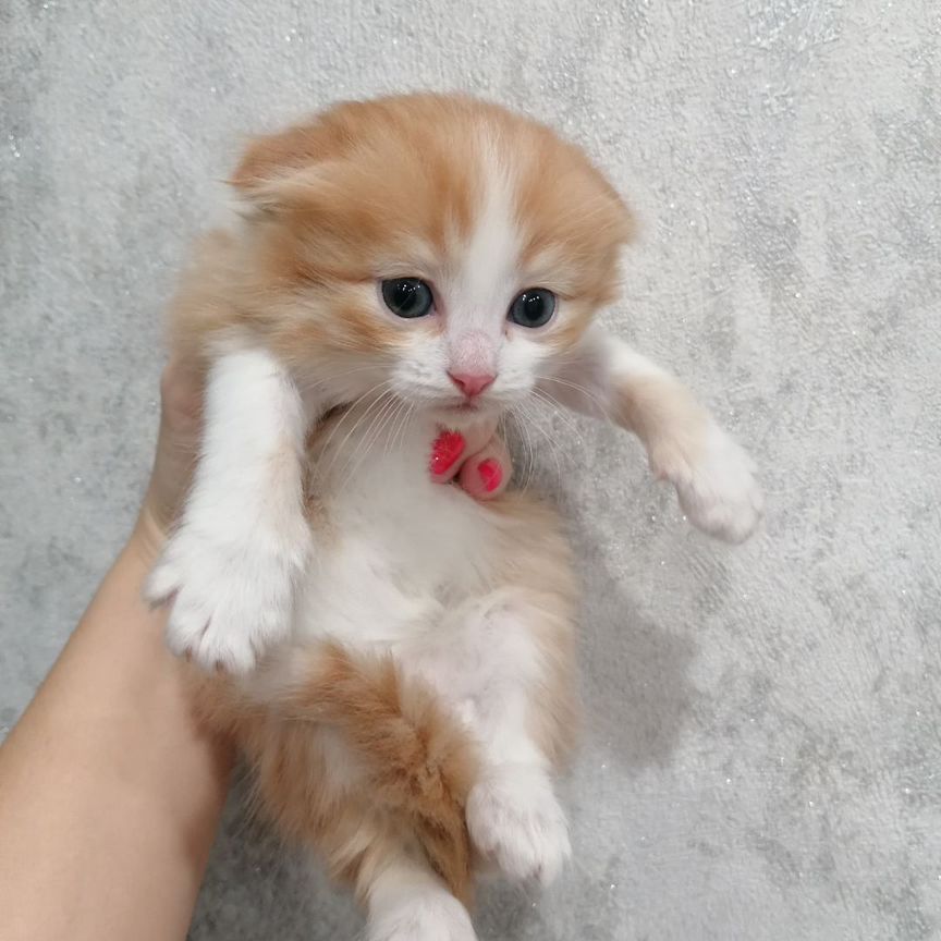 Котята 3 штуки в добрые руки