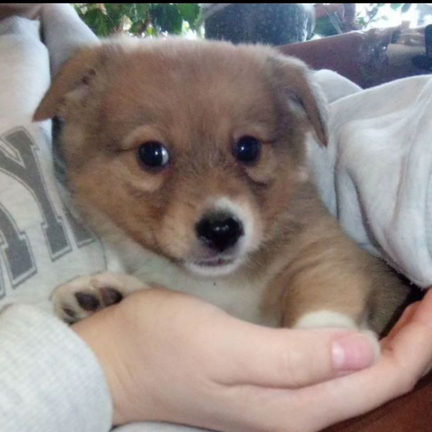 Щенок в добрые руки