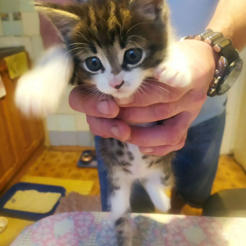 Котёнок Стёпка, в добрые руки. Бесплатно