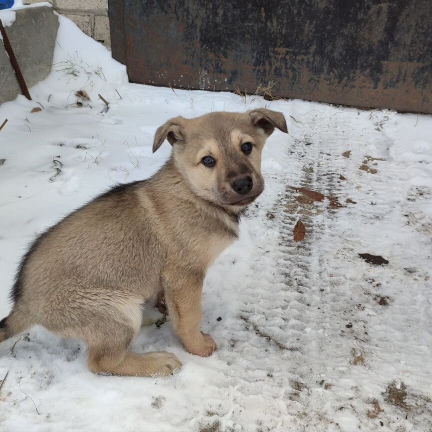 Щенок собаки