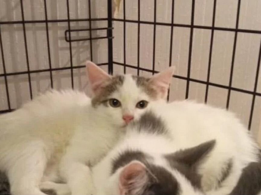 Ласковые сестрички- милые дюймовочки