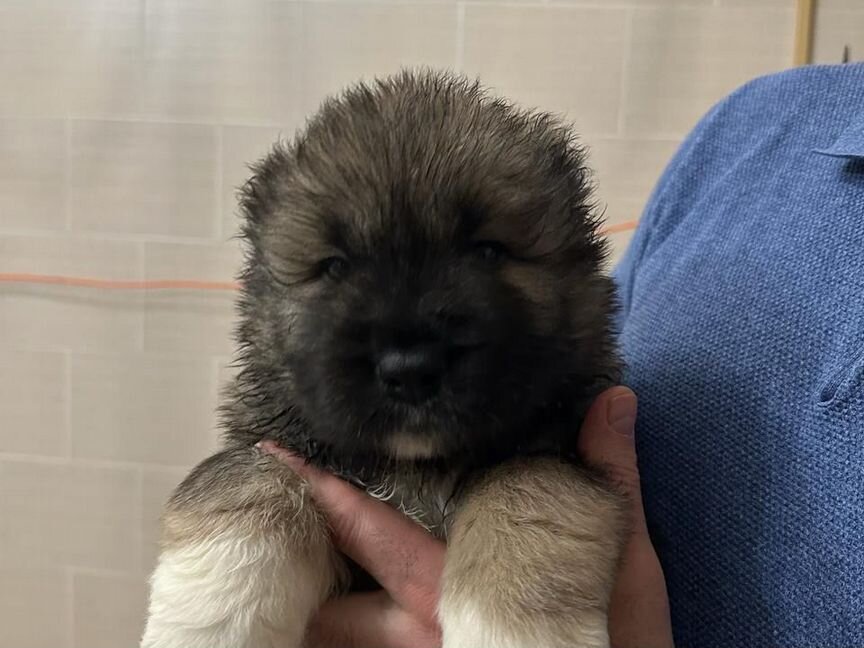 Кавказская овчарка