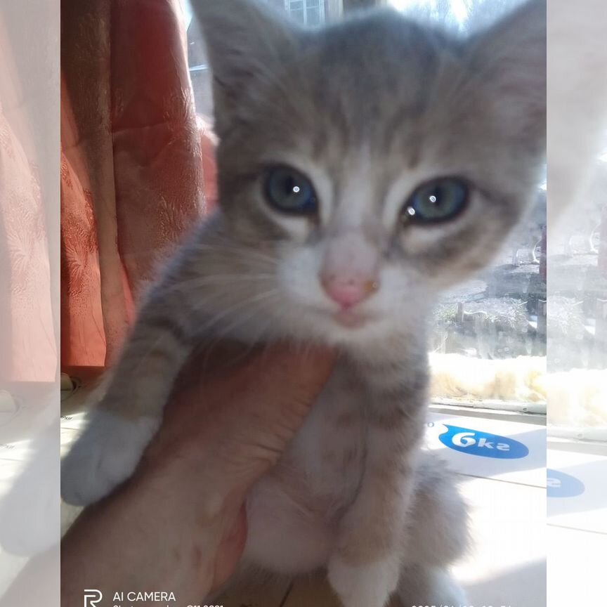 Котонек мальчик в добрые руки