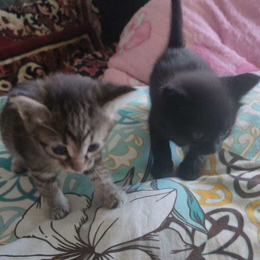 Котята в добрые руки бесплатно