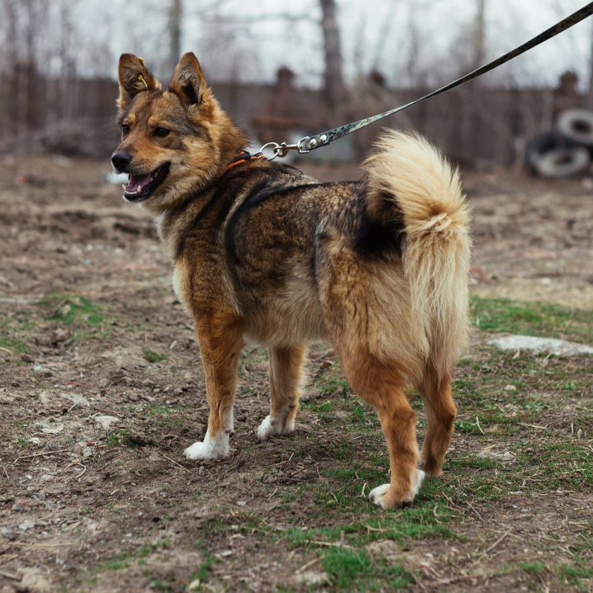 Лайка возможно