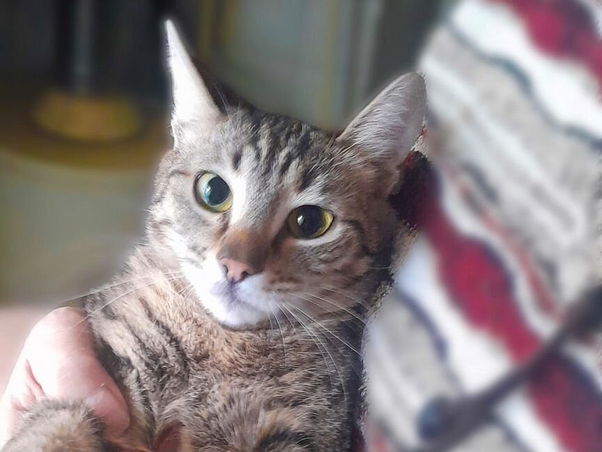 Котики подростки в добрые руки