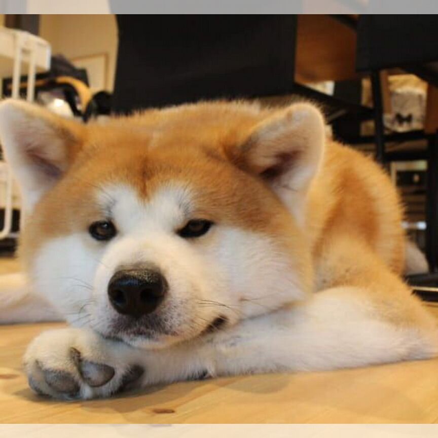 Акито японская