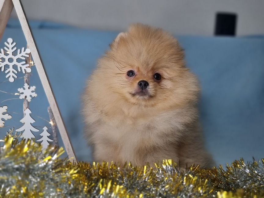 Померанский шпиц