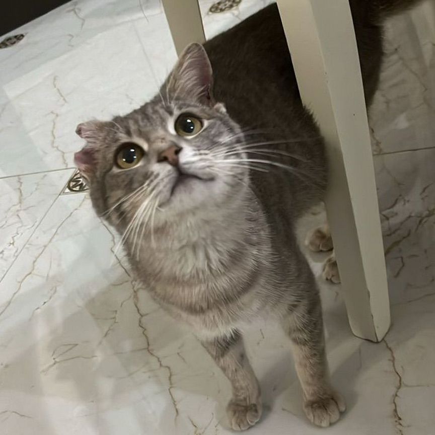 Молоденькая Кошечка с рваным ушком