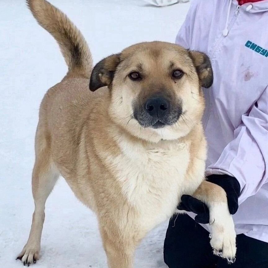 Заметьте Клайда, заждался пес