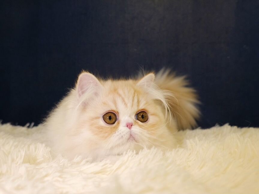 Персидская девочка 3 мес