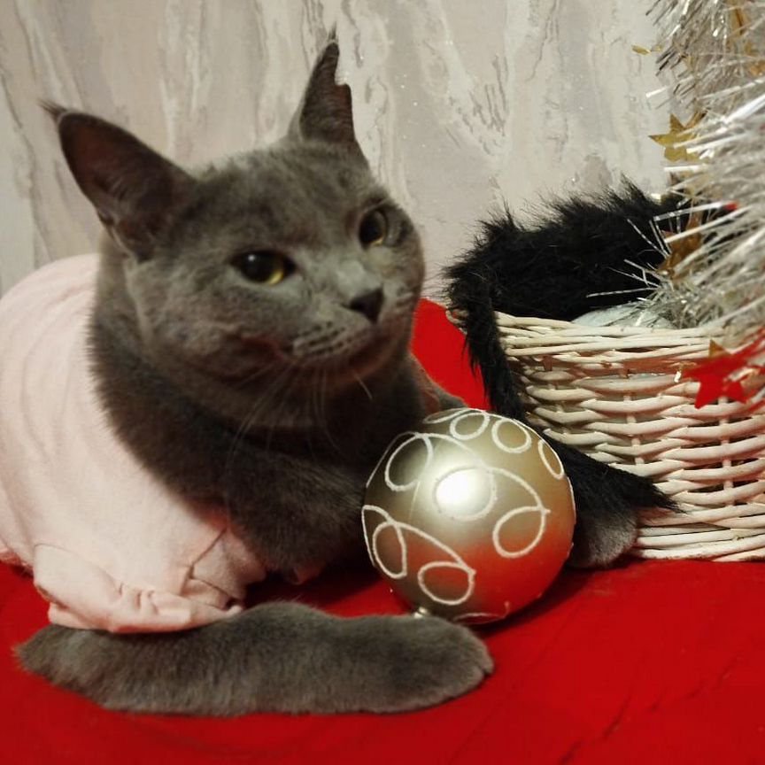 Домашние животные кошки