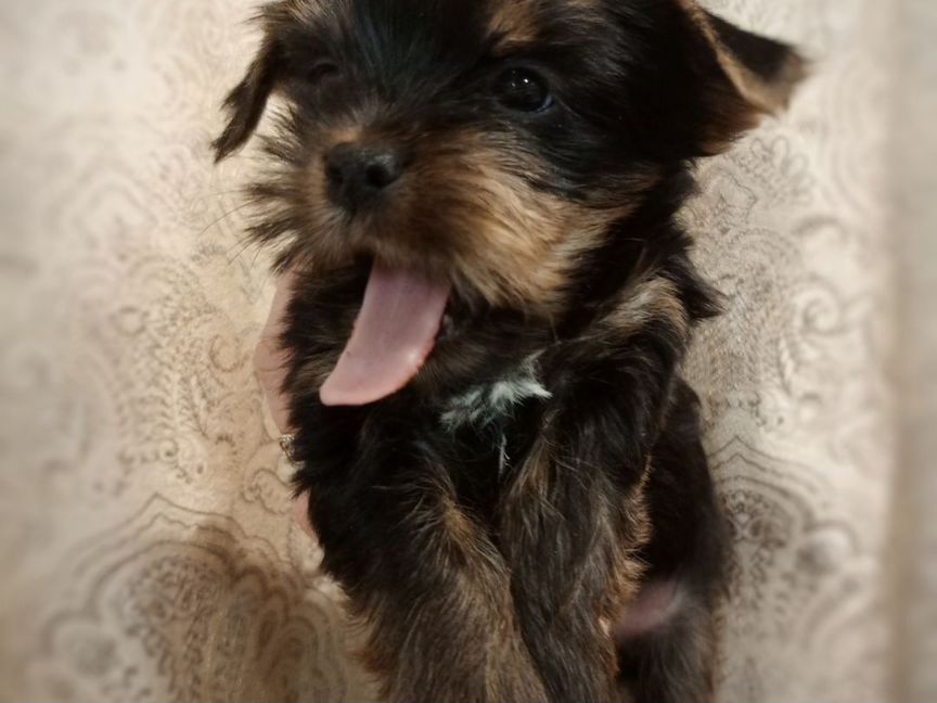 Йоркширский терьер щенки