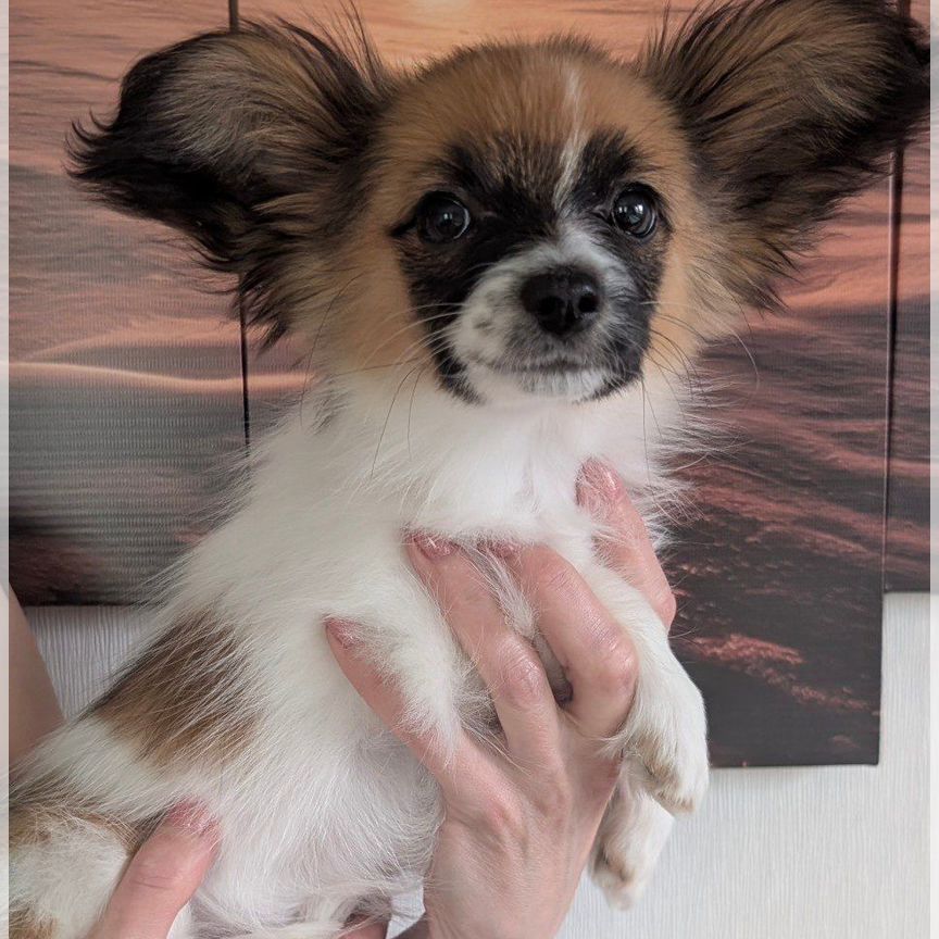 Континентальный той-спаниель папильон, щенок