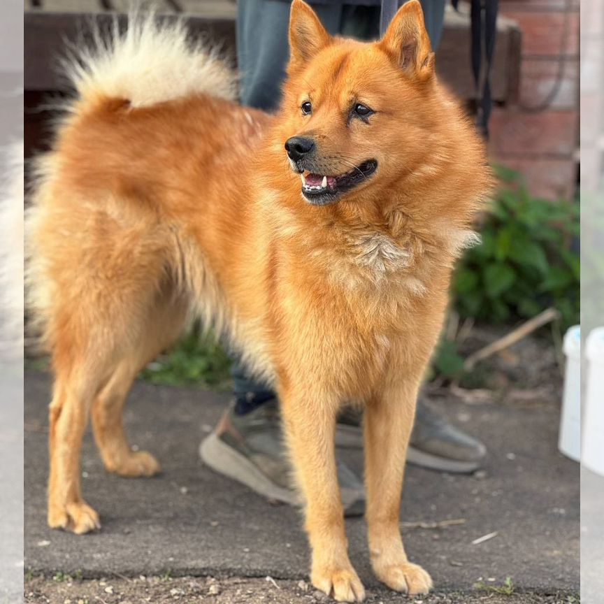 Лайка, взрослый пёс