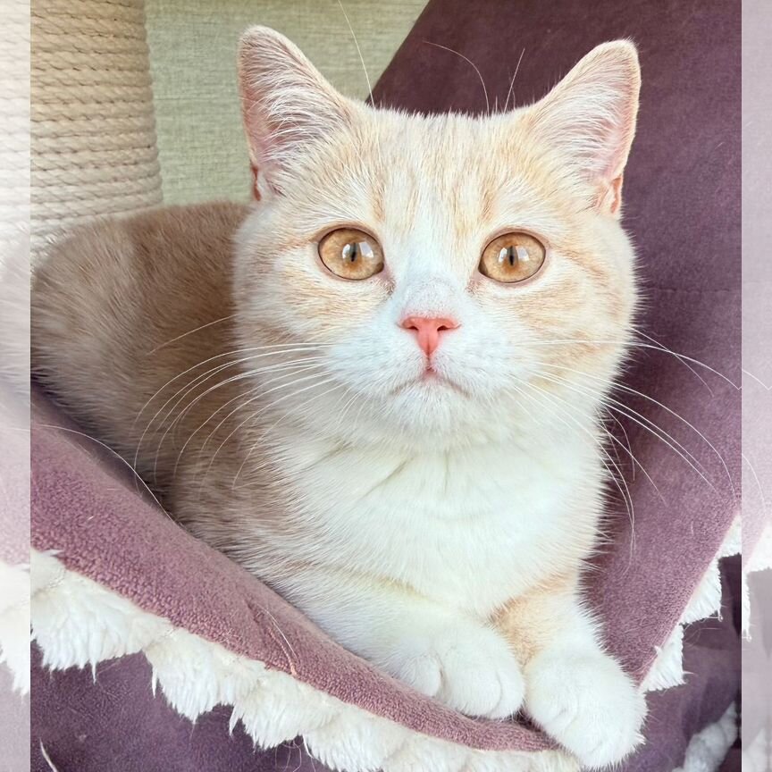 Британский короткошёрстный котёнок