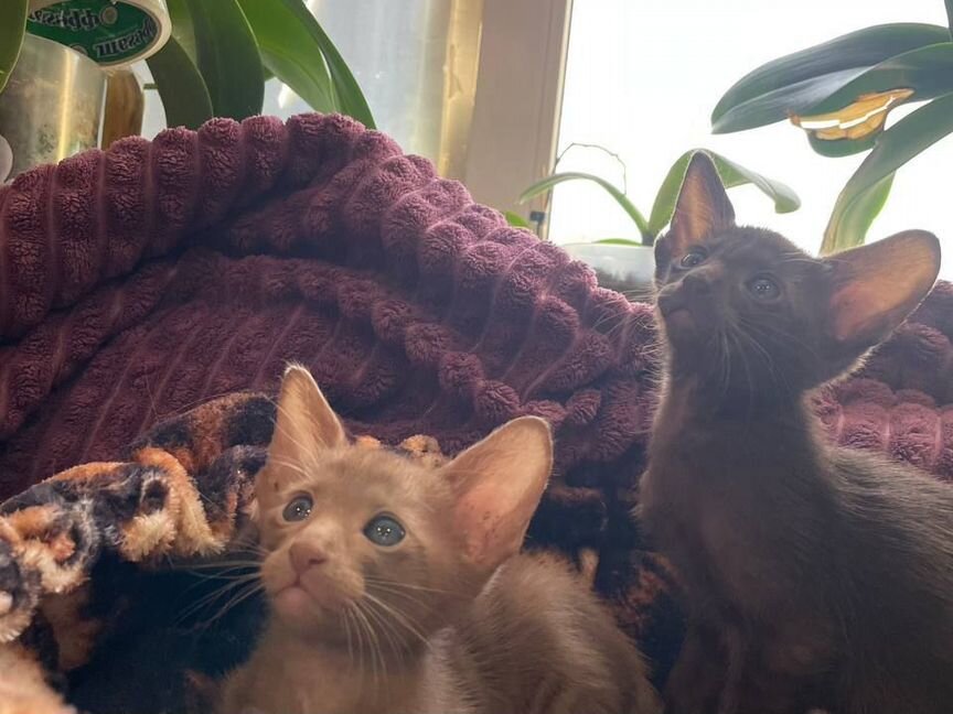 Ориентальные котята