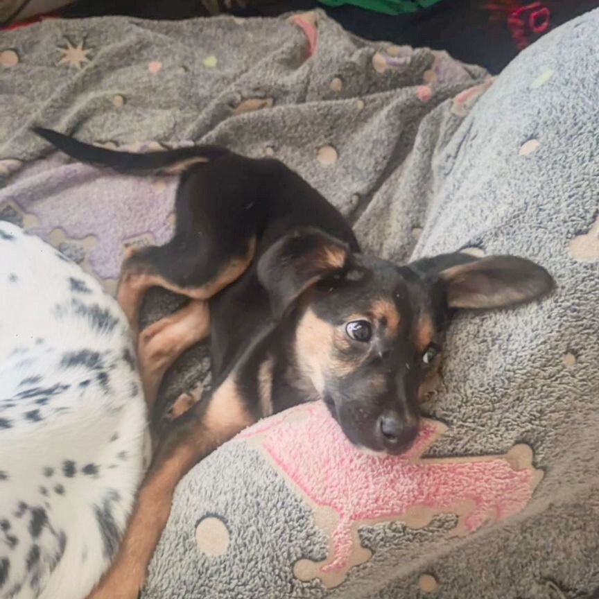 Собаки бесплатно в добрые руки