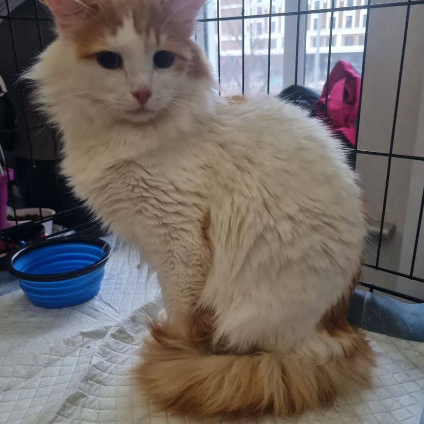 Котик 5 лет. Очень ищет дом