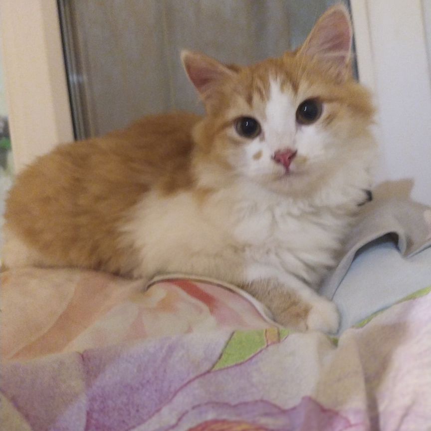 Котенок