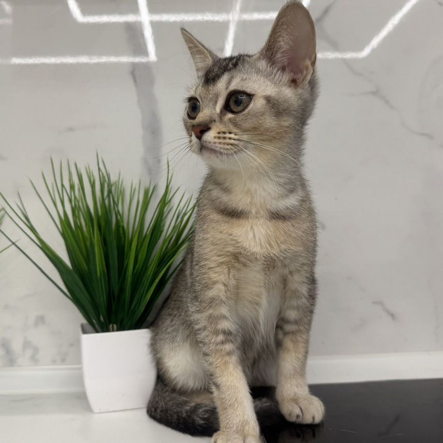 Абиссинские котята