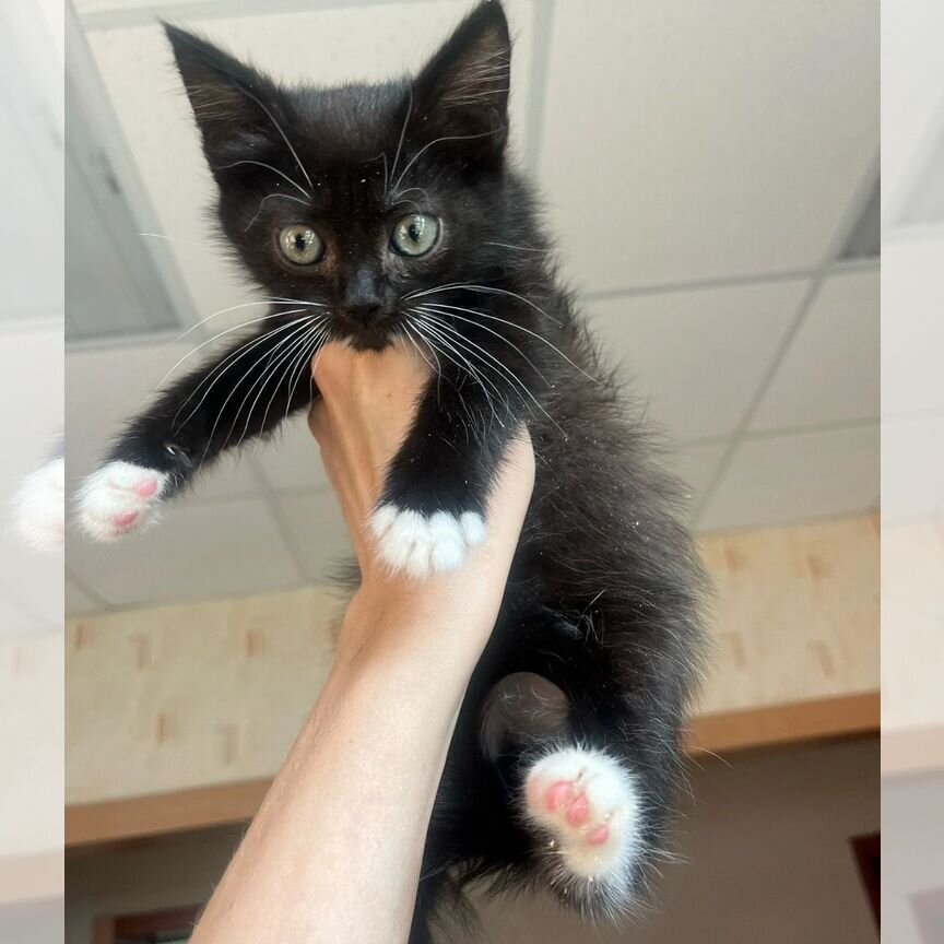 Помогите котятам найдены на улице