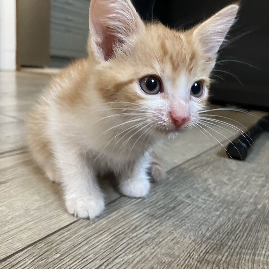 Рыжий котик