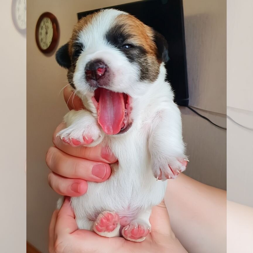 Джек-рассел-терьер, щенок