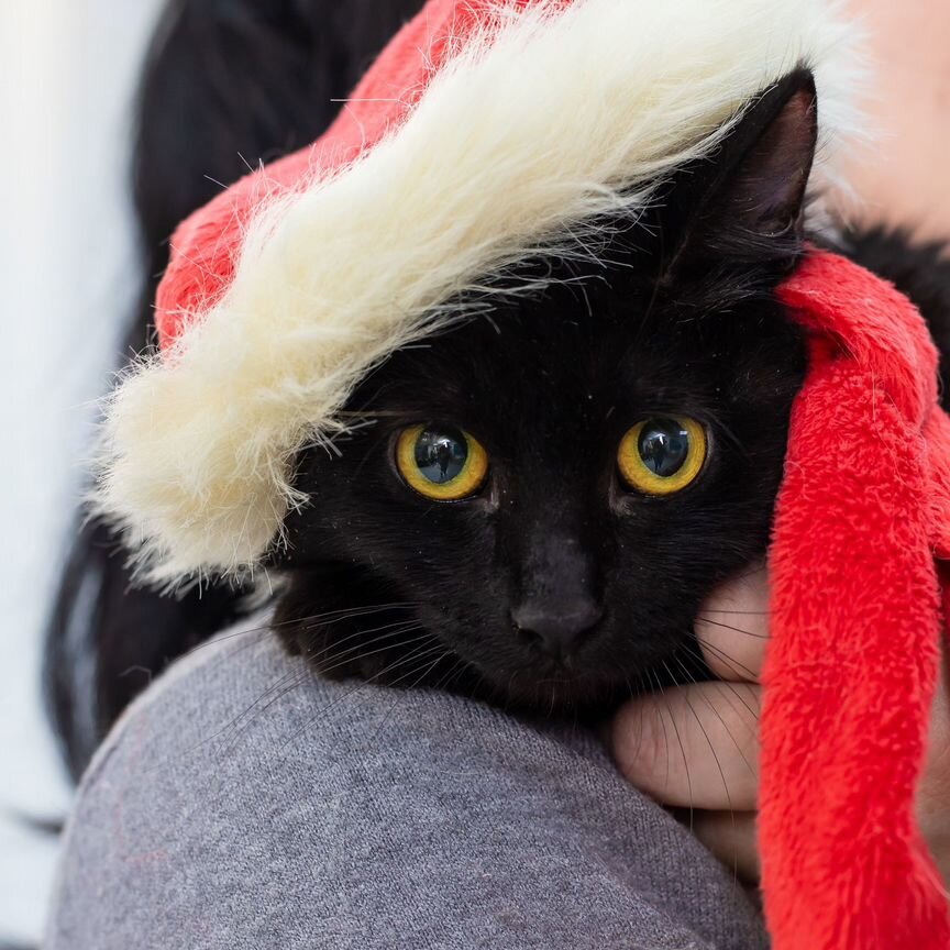 Молодая черная кошечка