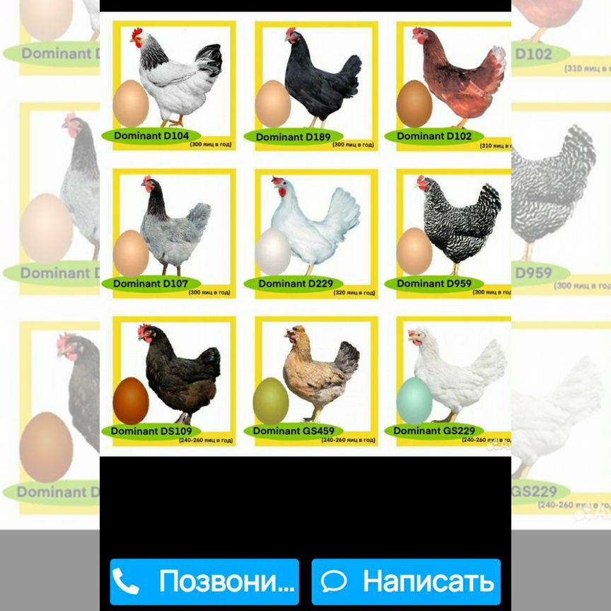 Домашние куриные яйца