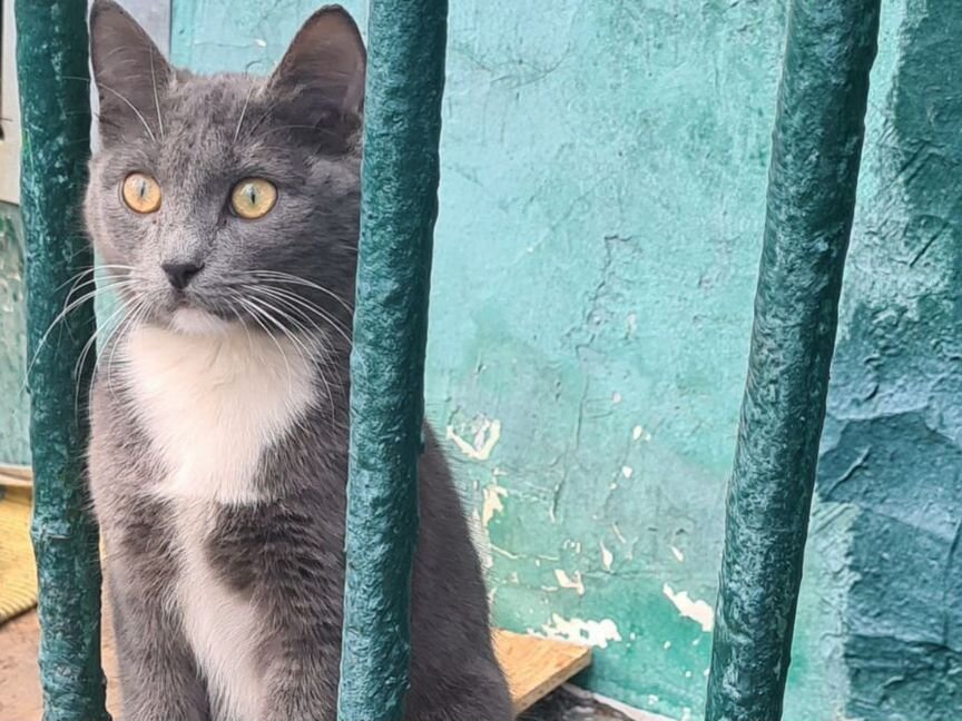 Русская голубая