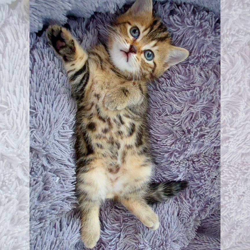 Шотландские прямоухие котята
