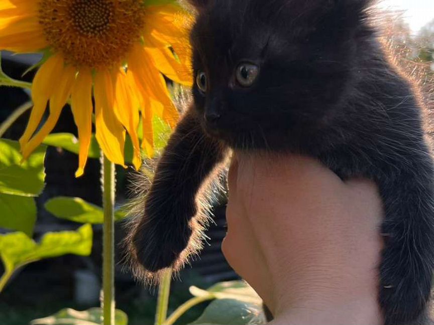 Котёнок темно-серый