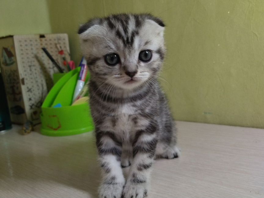 Шотландская