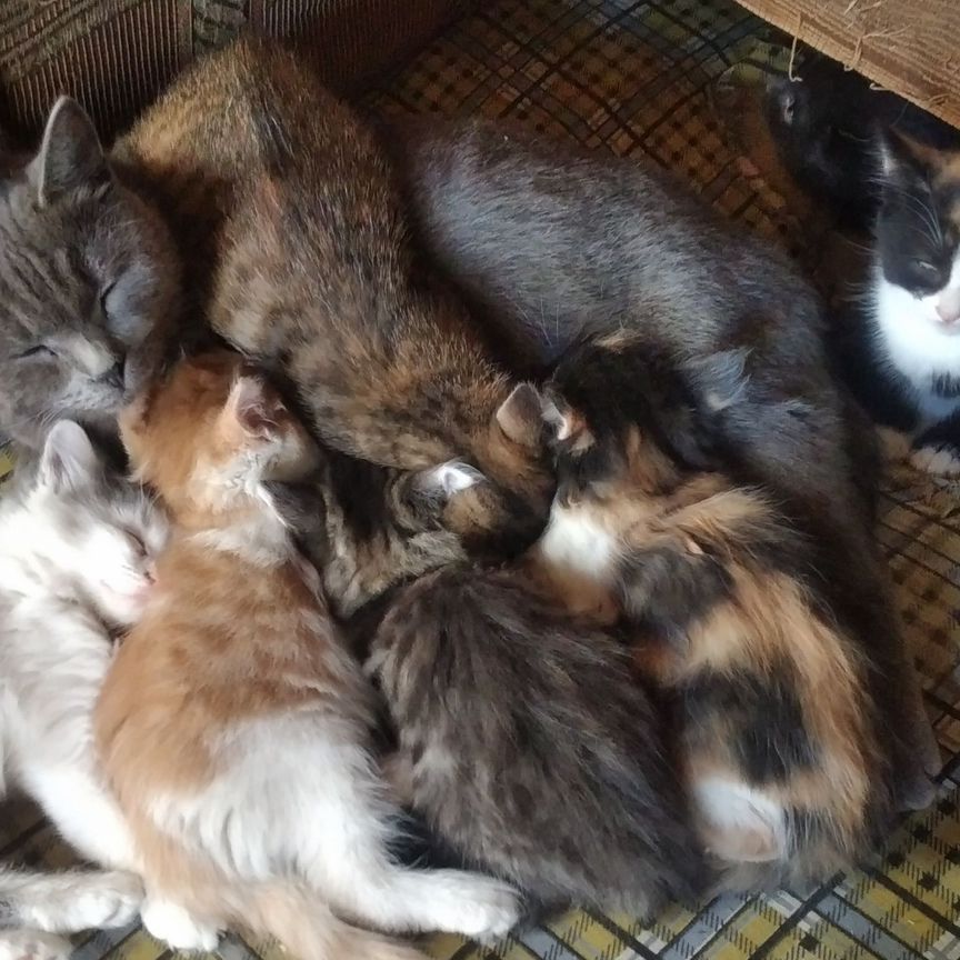 Котята в добрые руки бесплатно