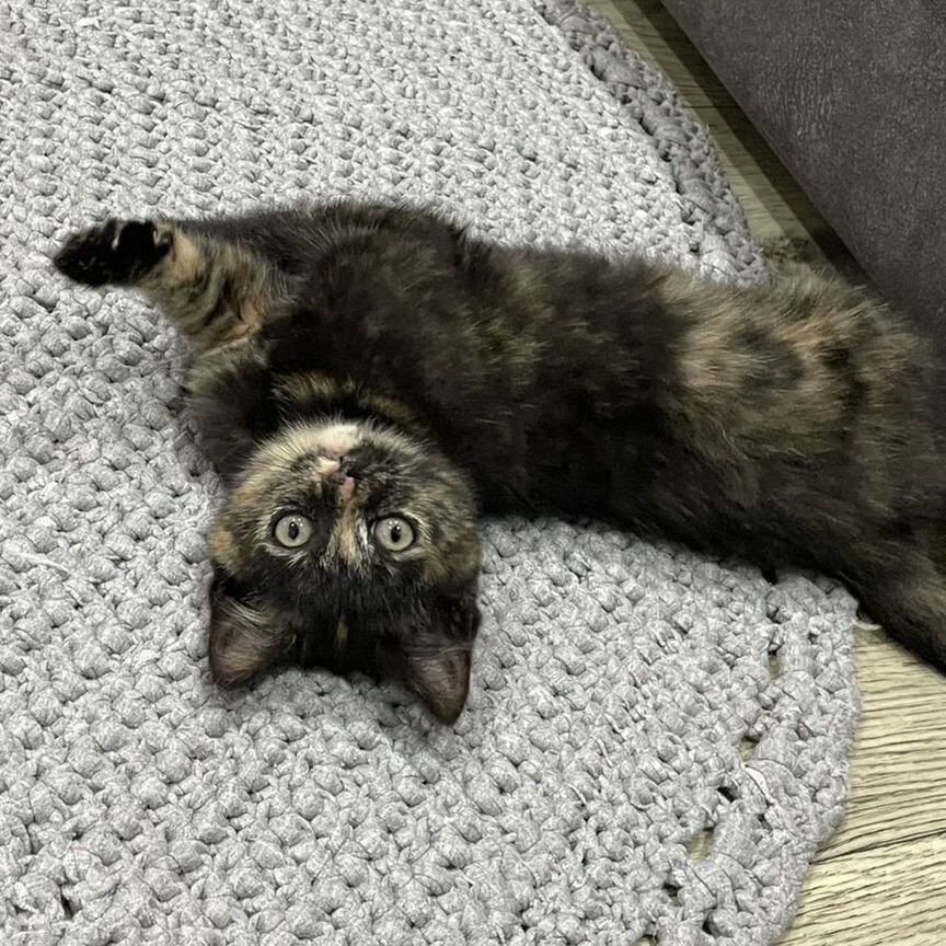 Котёнок в добрые руки