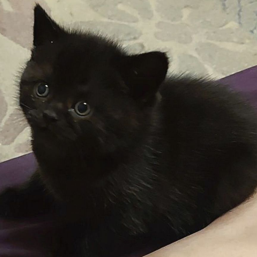 Шотландский прямоухий короткошёрстный котёнок